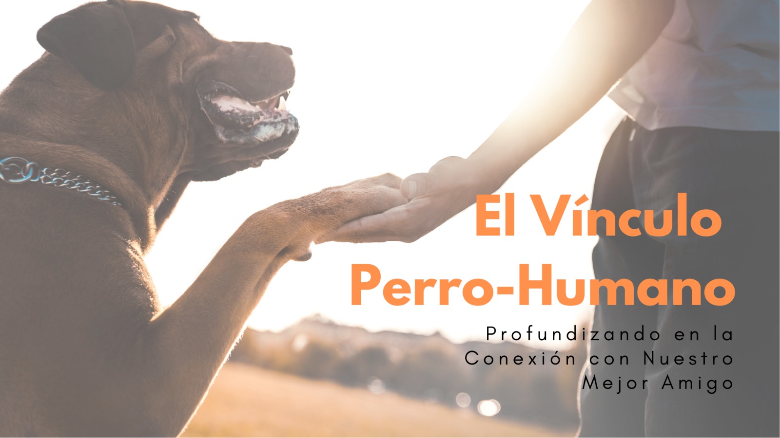 El Vínculo Perro-Humano: Profundizando en la Conexión con Nuestro Mejor ...