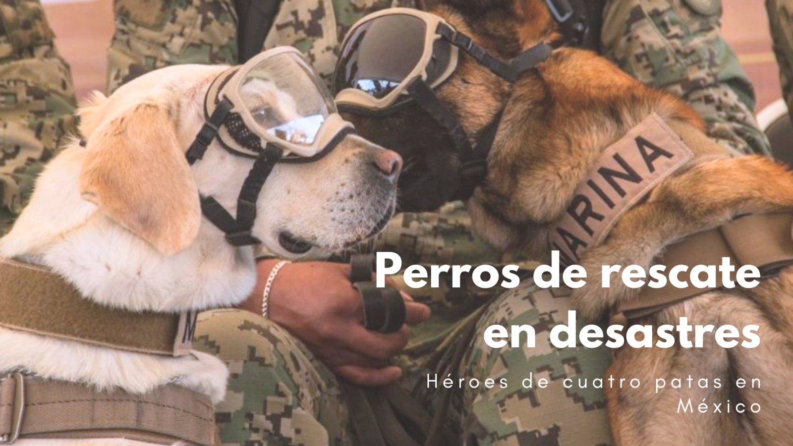 Los Perros de Rescate en Desastres: Héroes de Cuatro Patas en México ...