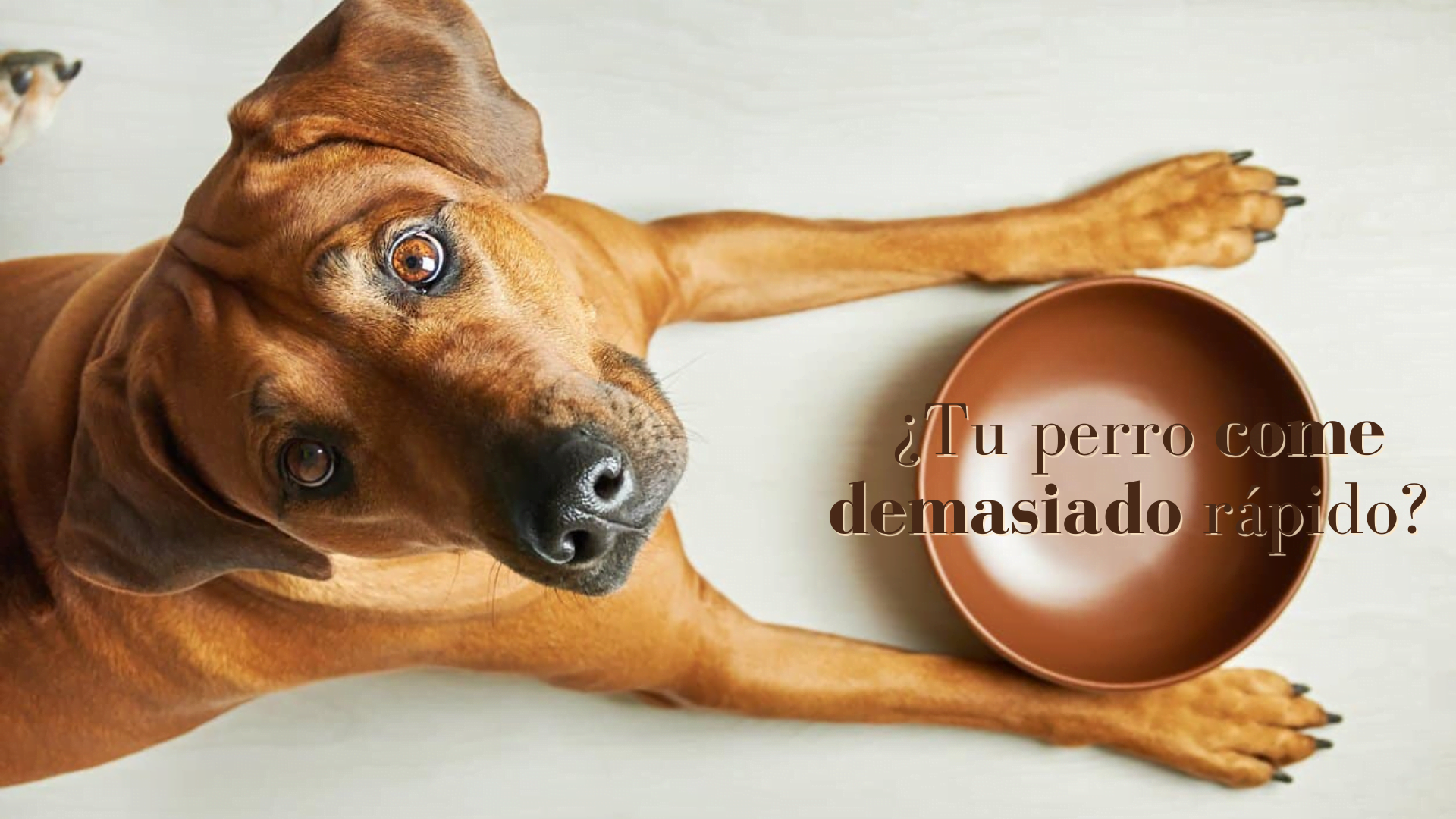 ¿Tu perro come demasiado rápido? Te compartimos unos tips… - Tuttimascotte